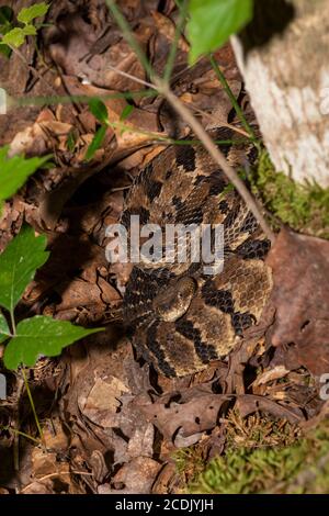 Coiled Timber Rattlesnake in the forest of Cumberland Falls State Park ...