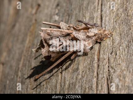 Bagworm psychid moth larva on rock Pyrenees Stock Photo - Alamy