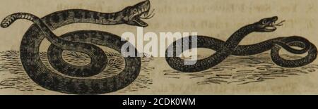 . Elementary exercises for the deaf and dumb . Snake Snail Stock Photo ...