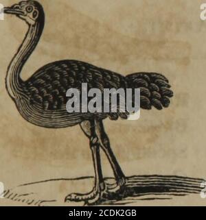 . Elementary exercises for the deaf and dumb . Dove. Ostrich Stock ...