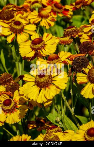 Helenium autumnale 'Rauchtopas' flowers Stock Photo - Alamy