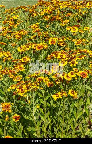 Helenium autumnale 'Rauchtopas' Helenium Rauchtopas Stock Photo - Alamy