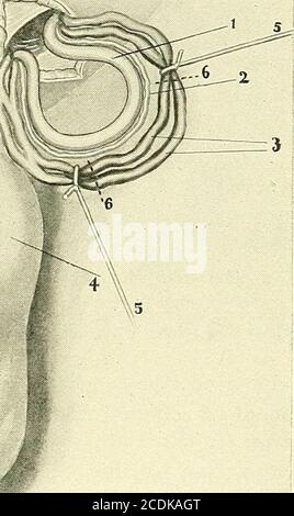 . Surgery, its principles and practice . F THE SCROTUM, TESTICLE, AND ...