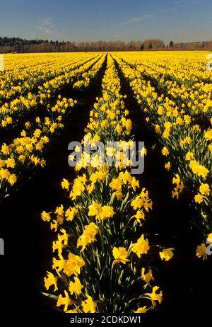 Daffodil field, Pierce County, Washington Stock Photo - Alamy