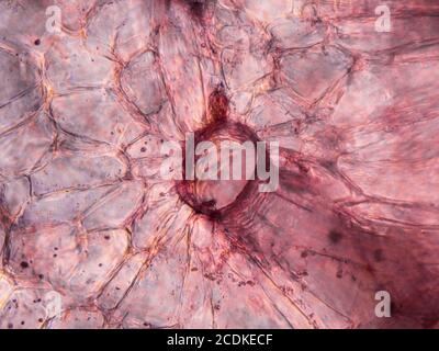 Microscopic view carrot root cells. Cross section. Optical compound ...