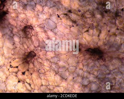 Microscopic view carrot root cells. Cross section. Optical compound ...