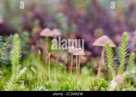 Mushroom in the grass Stock Photo - Alamy