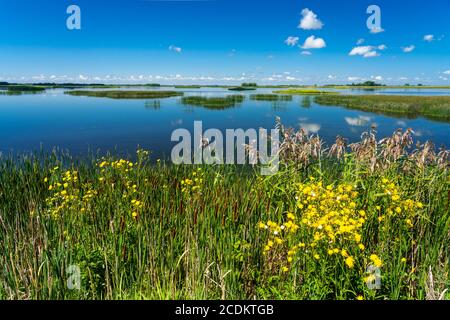 A prairie wetland marsh in western Manitoba, Canada Stock Photo - Alamy