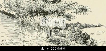 Clammy Locust Tree Flowers, Robinia viscosa, Fabaceae, South East USA ...