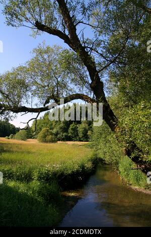 brook in forest at spring Stock Photo - Alamy