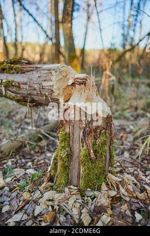 beaver damage,felled tree trunk on the bank,danube,upper palatinate ...