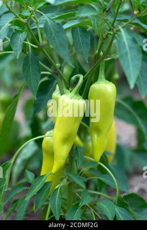 Capsicum frutescens L Capsicum frutescens L Stock Photo - Alamy
