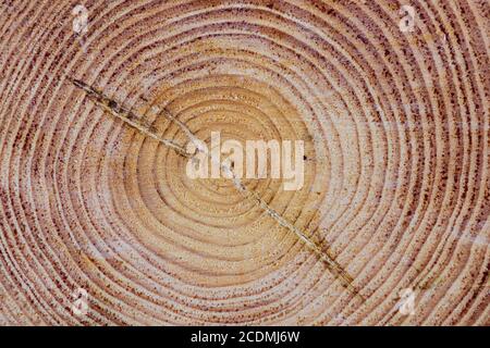pine pine jaw Pinus wood annual rings cross section tears Stock Photo ...