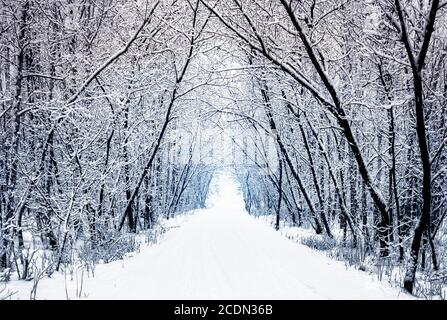 Winter forest landscape. Alley trees, winter trees Stock Photo - Alamy