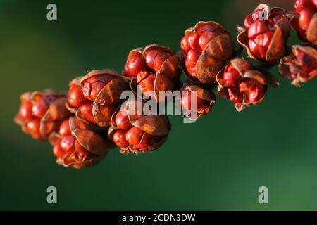 A macro shot of a crocosmia seed capsule containing seeds Stock Photo ...