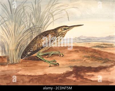 Cinnamon bittern (Ixobrychus cinnamomeus) in flight, Sulawesi ...