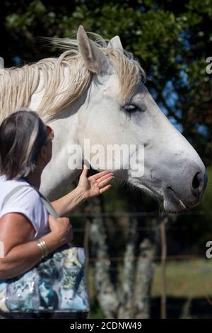 French percheron draft horse on the farm close up Stock Photo - Alamy