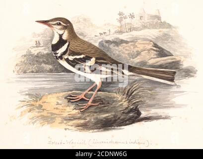 Forest Wagtail (Dendronanthus indicus) in wintering grounds in Thailand ...