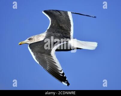 A seagull flies in clear blue sky, rear view, natural photo Stock Photo ...