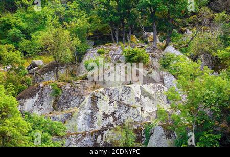 Rock slope with trees Stock Photo - Alamy