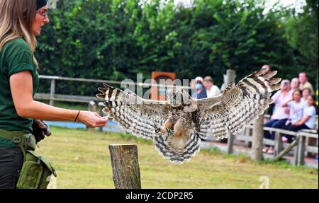Owl at Suffolk Owl Sanctuary in Suffolk. UK Stock Photo - Alamy