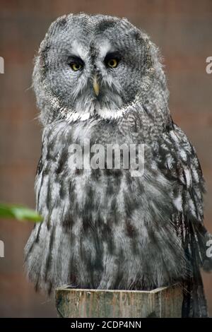 Owl at Suffolk Owl Sanctuary in Suffolk. UK Stock Photo - Alamy