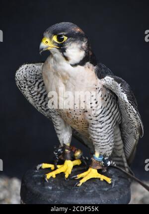 Peregrine falcon side view Stock Photo - Alamy