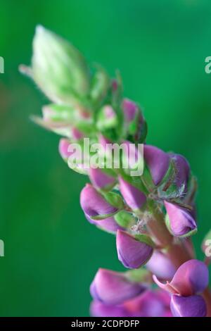 Lupinus luteus L Lupinus luteus L Stock Photo - Alamy