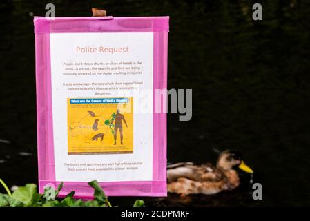 Polite request not to feed bread to the ducks in a duck pond in Great ...