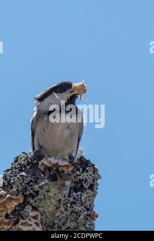 Black-capped chickadee () foraging for nesting materials Stock Photo ...