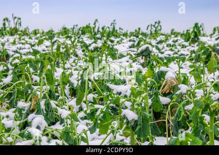 Green grass in snow, Hello spring, Goodbye winter concept Stock Photo ...