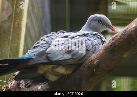 The spotted imperial pigeon (Ducula carola) is a species of bird in the ...