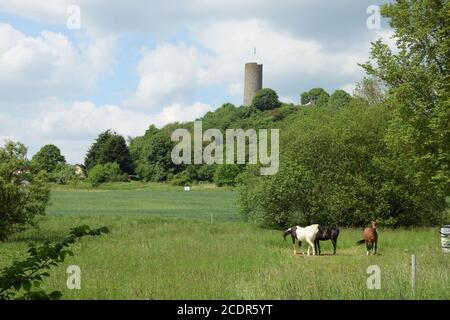 Horses at Hartenfels Castle in the Westerwald Forest Stock Photo - Alamy