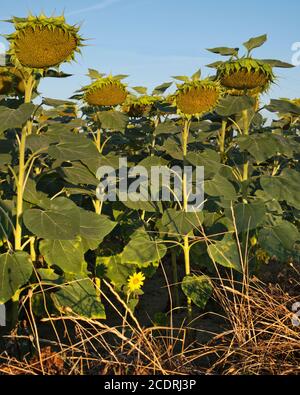 mature sunflowers without petals Stock Photo - Alamy