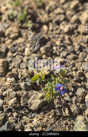 The first vegetation on a cooled lava field. The volcanic island of ...