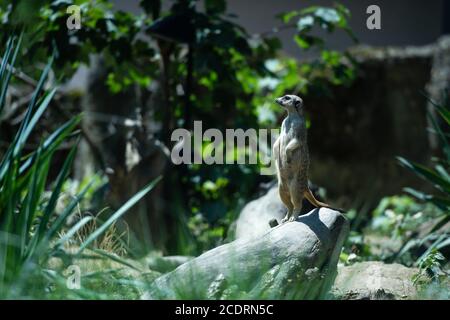 A meerkat (a species of mongoose) keeps lookout in its zoo enclosure ...