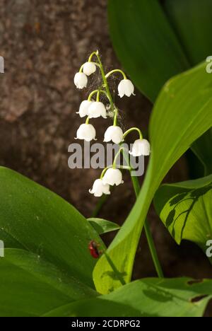 Closeup shallow focus shot of a trunk of the tree Stock Photo - Alamy