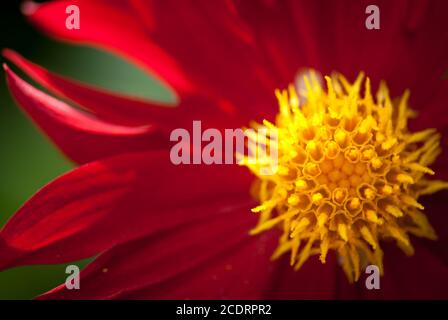 Blossom spring red flower.macro shot on leaves Stock Photo - Alamy