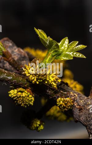 Oregon Ash (Fraxinus latifolia Stock Photo - Alamy