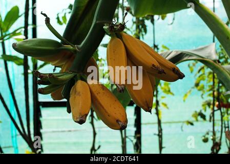 English bananas...home-grown dwarf Orinoco Stock Photo - Alamy