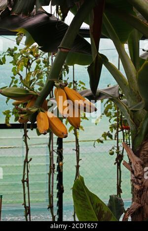 English bananas...home-grown dwarf Orinoco Stock Photo - Alamy