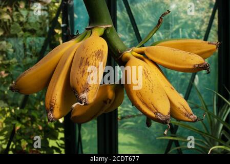English bananas...home-grown dwarf Orinoco Stock Photo - Alamy
