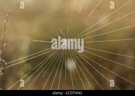 Close up view of the strings of a spiders web. Spider web with colorful ...