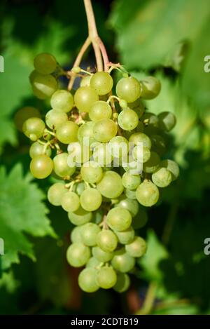 Harvest of the muscatel grape to make wine Stock Photo - Alamy