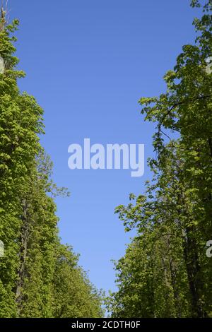 Alley of horse chestnuts against the blue sky. Green trees in the ...