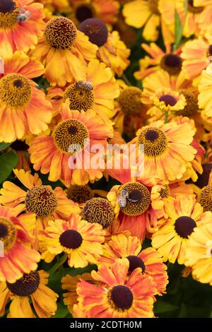 Sneezewort (Helenium) at Castle Fraser, Aberdeenshire, Scotland, UK ...