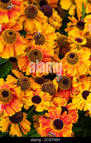 Sneezewort (Helenium) at Castle Fraser, Aberdeenshire, Scotland, UK ...