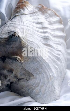 Closeup of a large queen conch shell (Aliger gigas Stock Photo - Alamy