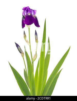 White iris flower on a dark blue background. Place for your text ...