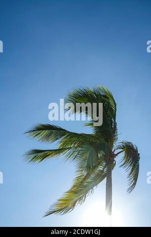Palm tree with sun flare against blue sky. Tropical summer background ...